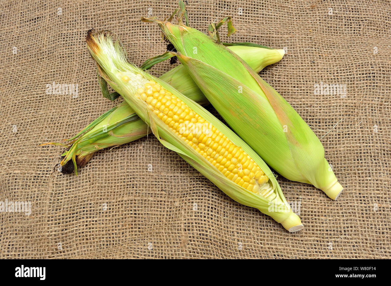 An ear of corn on gunny Stock Photo - Alamy