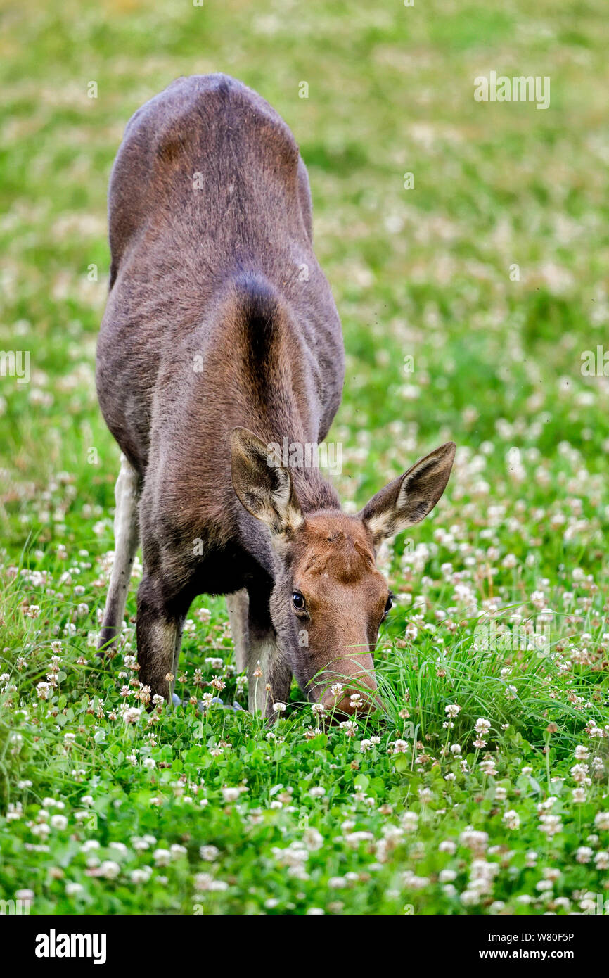 Kneeling cow hi-res stock photography and images - Alamy