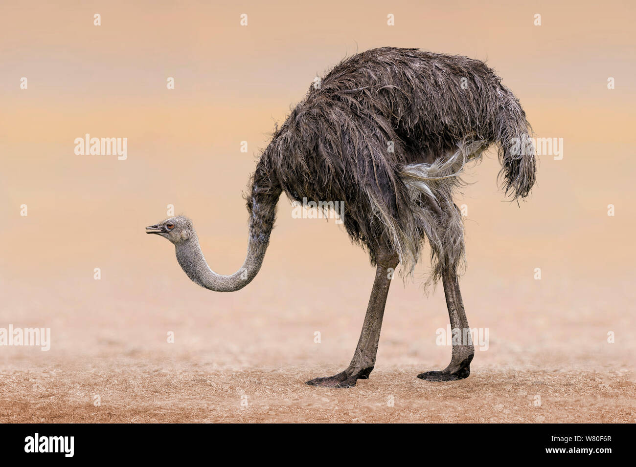 Orange ostrich feather hi-res stock photography and images - Alamy