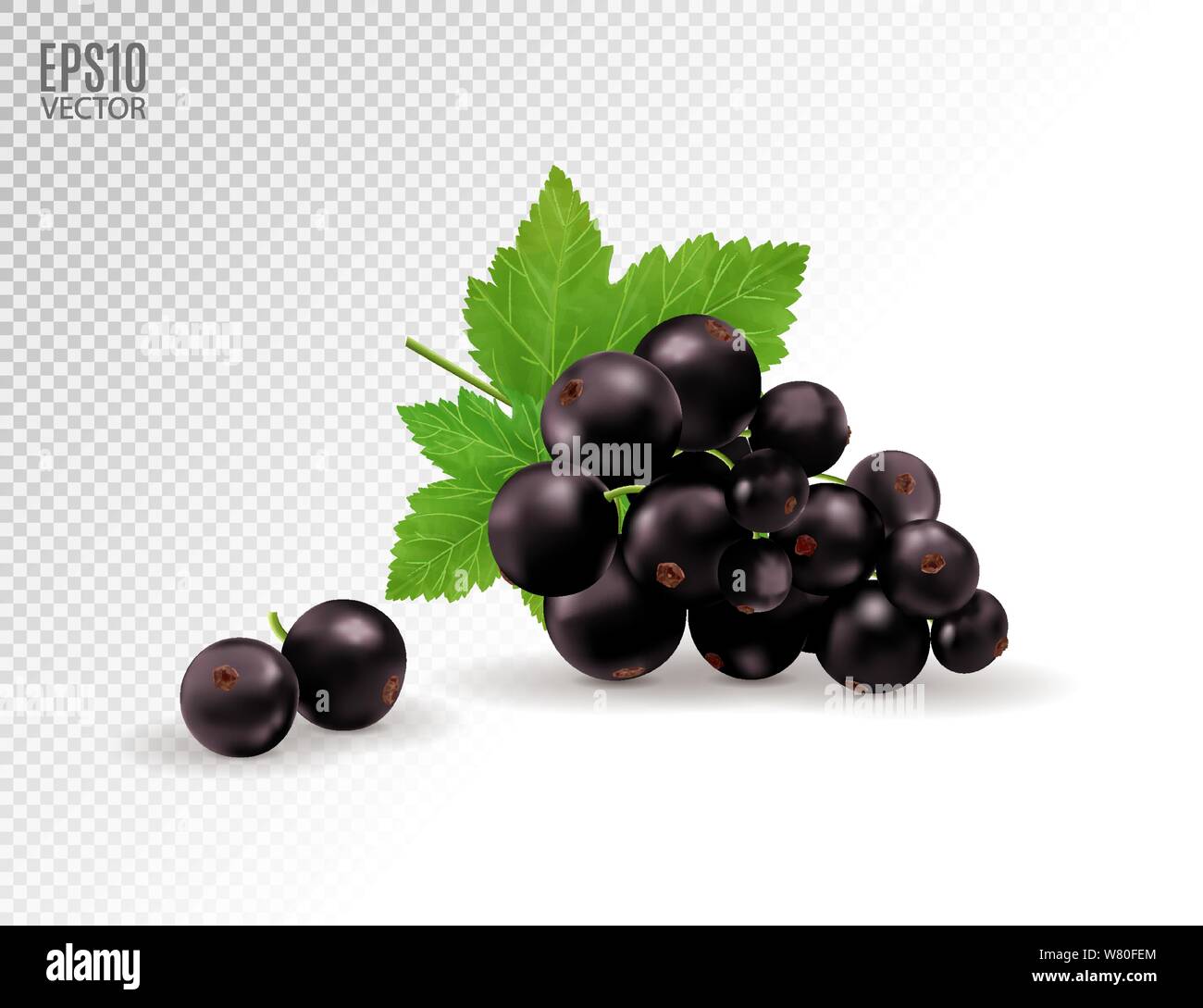 Vector realistic black currant with sheets. Black currant isolated on ...