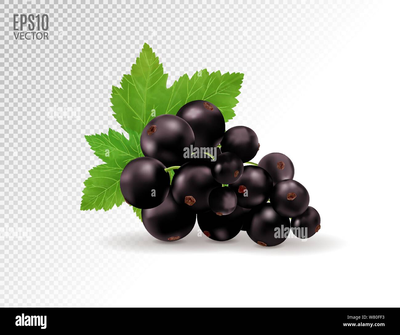 Vector realistic black currant with sheets. Black currant isolated on ...