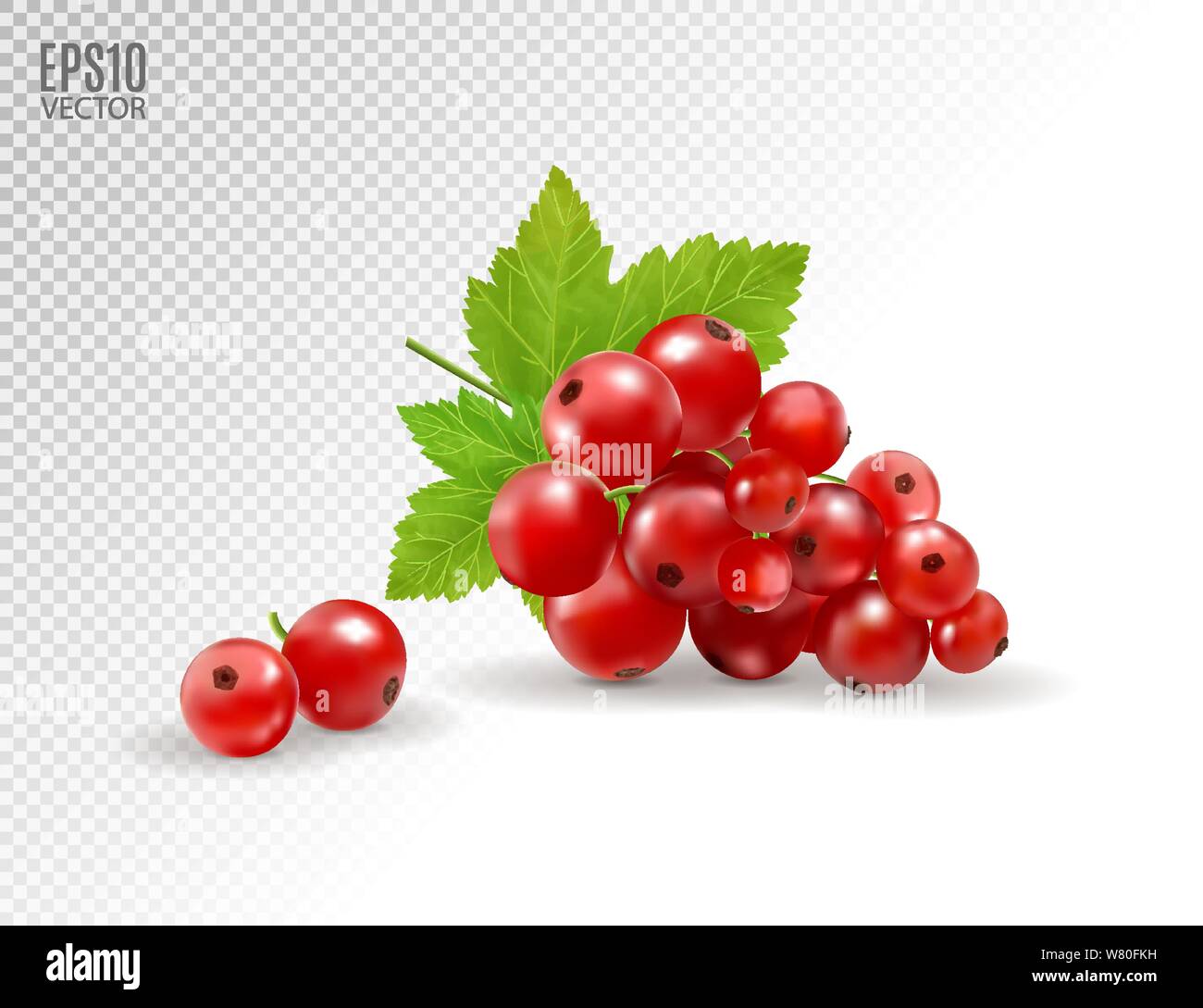 Red currant. Realistic vector illustration of berries on transparent ...