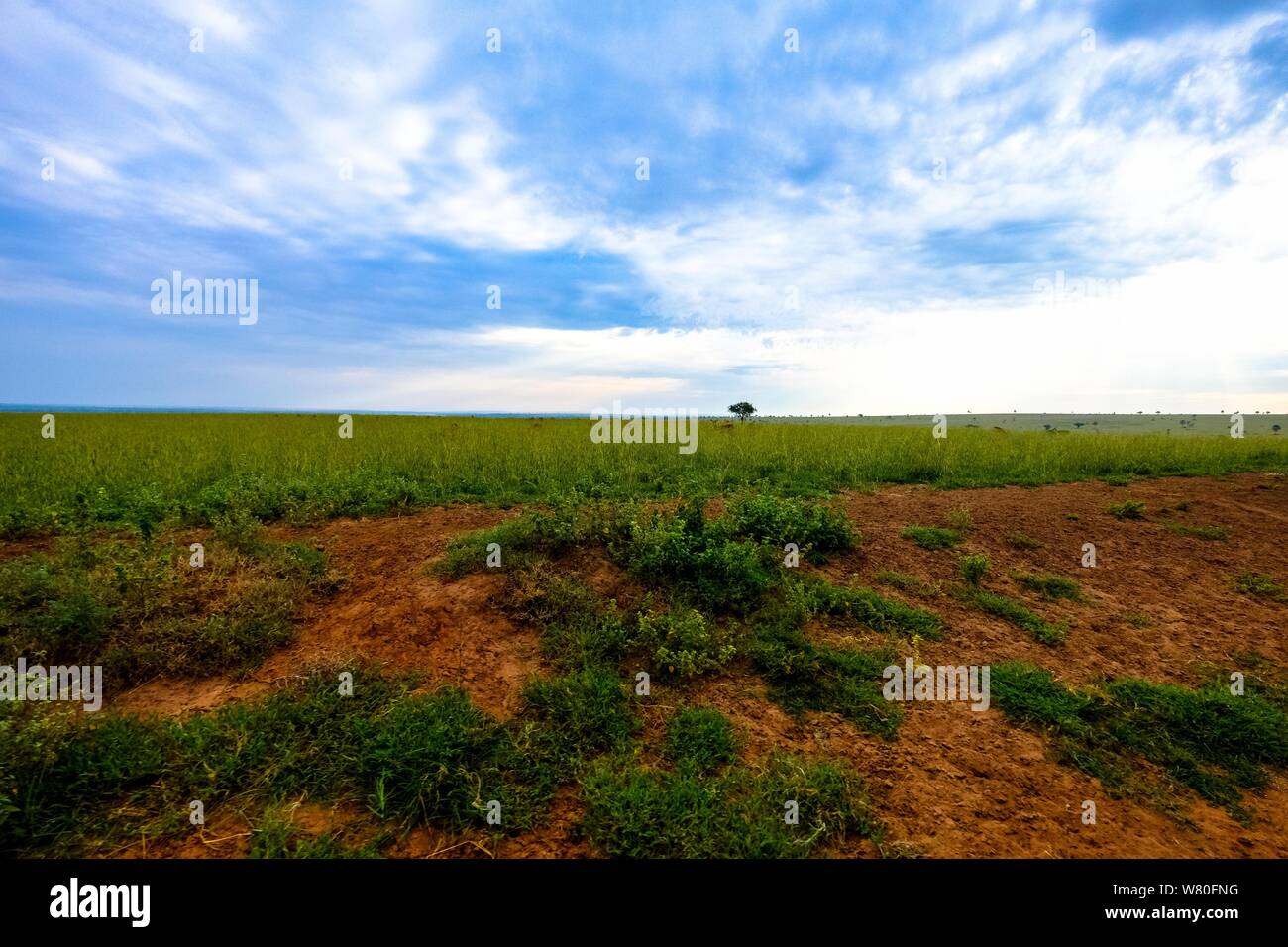 Grassy field with trees under a cloudy sky Stock Photo - Alamy