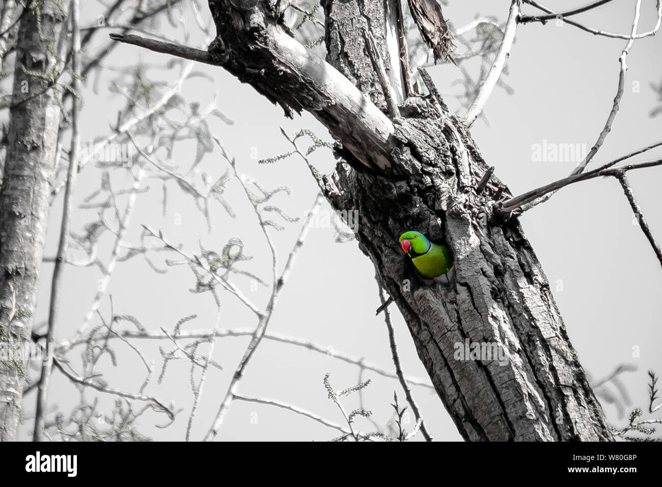 Parrot on nest hi-res stock photography and images - Alamy