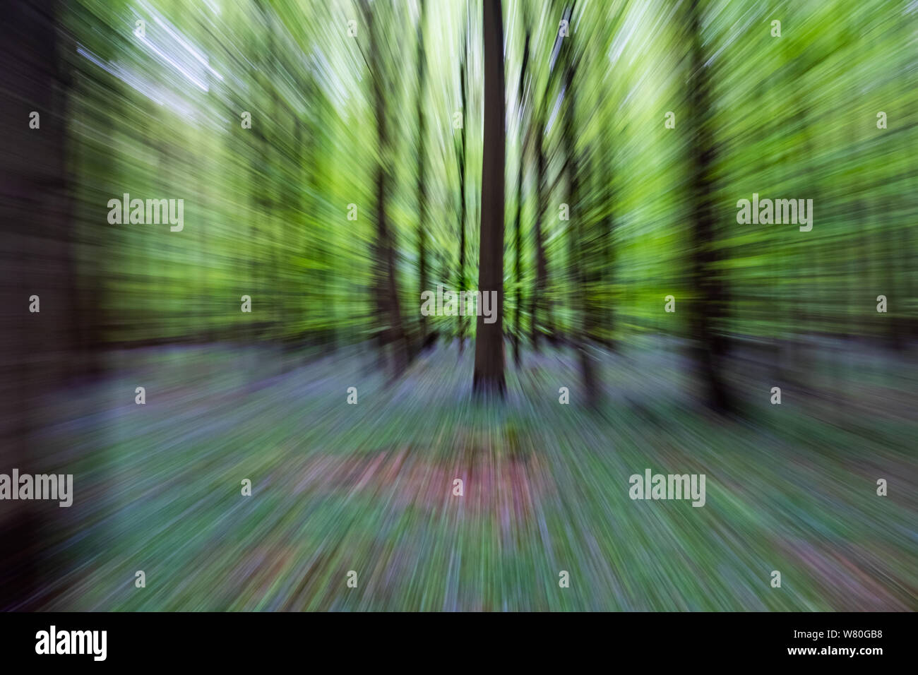 Motion effect on tree hi-res stock photography and images - Alamy