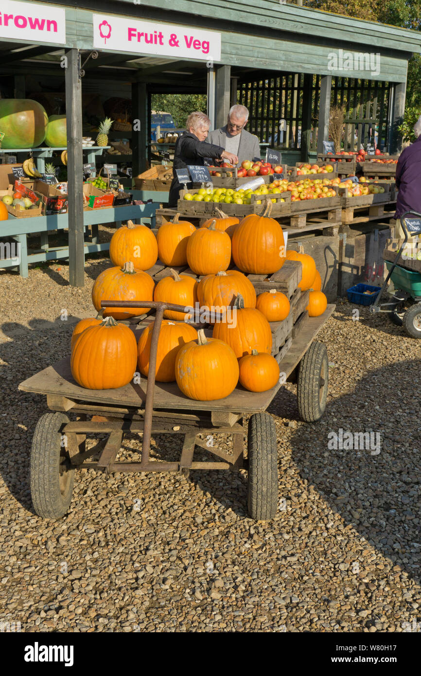 A pile of pumpkins on a wooden cart at Drove Orchards Farm Shop, part ...