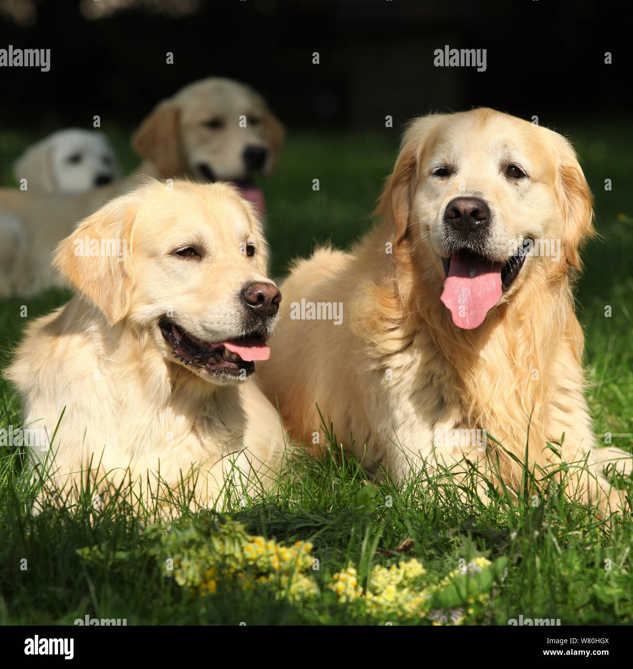 Amazing golden retrievers together in the garden Stock Photo - Alamy