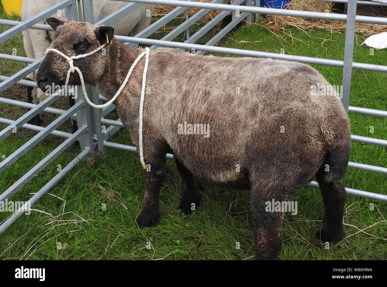 Wigtown horticultural and poultry show 2019 - Ryeland sheep breed Stock ...