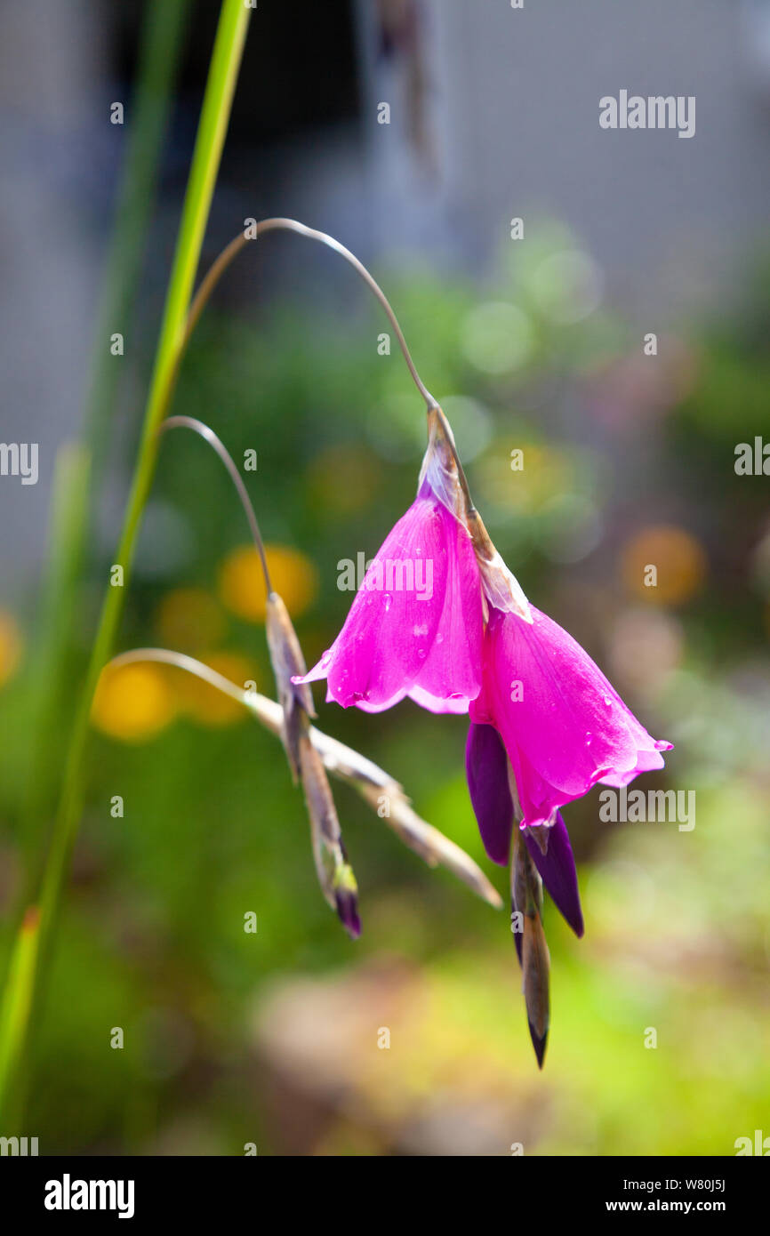 Wandflower hi-res stock photography and images - Alamy