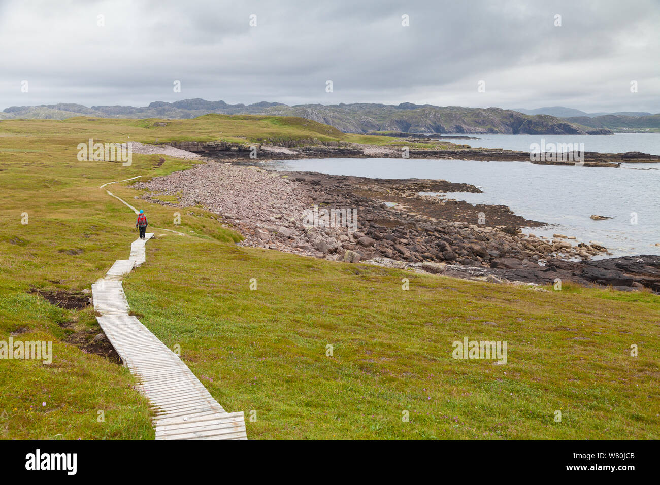 A person walking on the wooden footpaths on Handa Island Sutherland ...