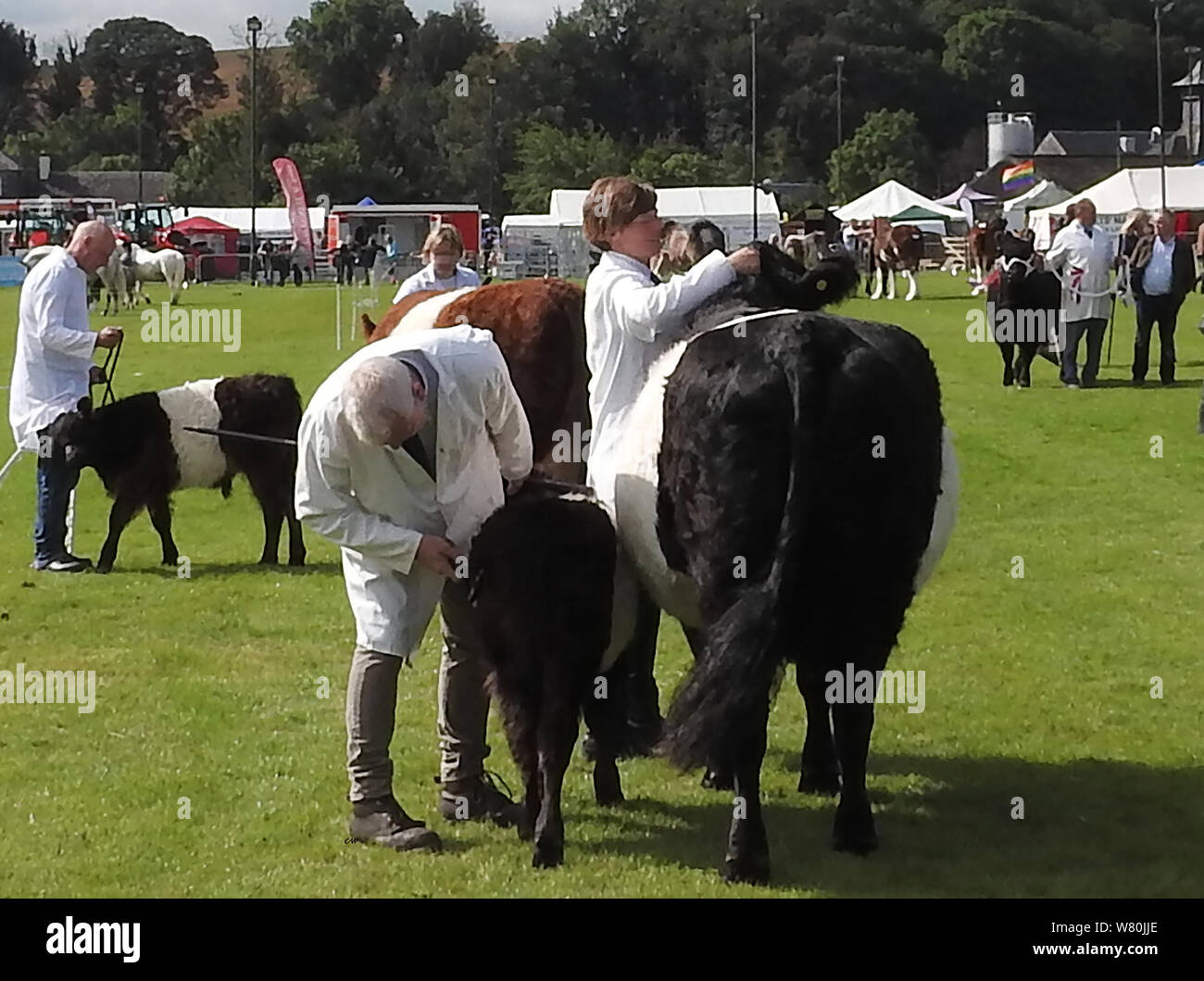 Wigtown horticultural and poultry show 2019 - Cattle judging Stock ...