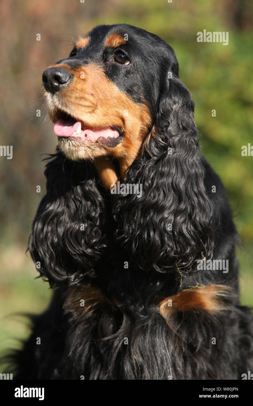 Beautiful English Cocker Spaniel in the garden in spring Stock Photo ...