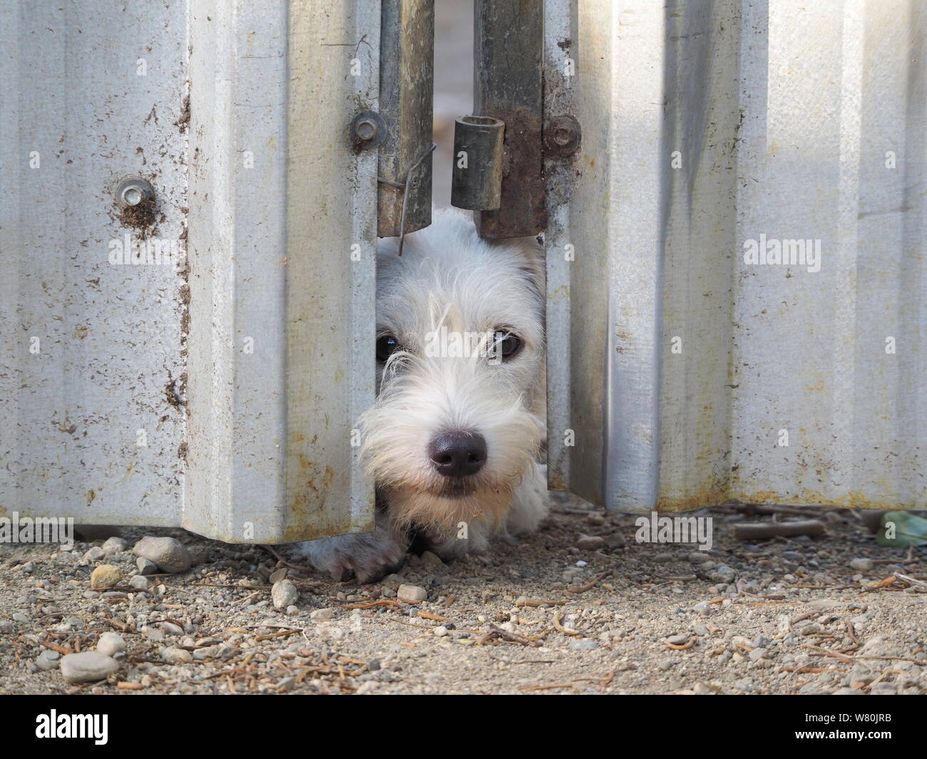 Guard dog fence hi-res stock photography and images - Alamy