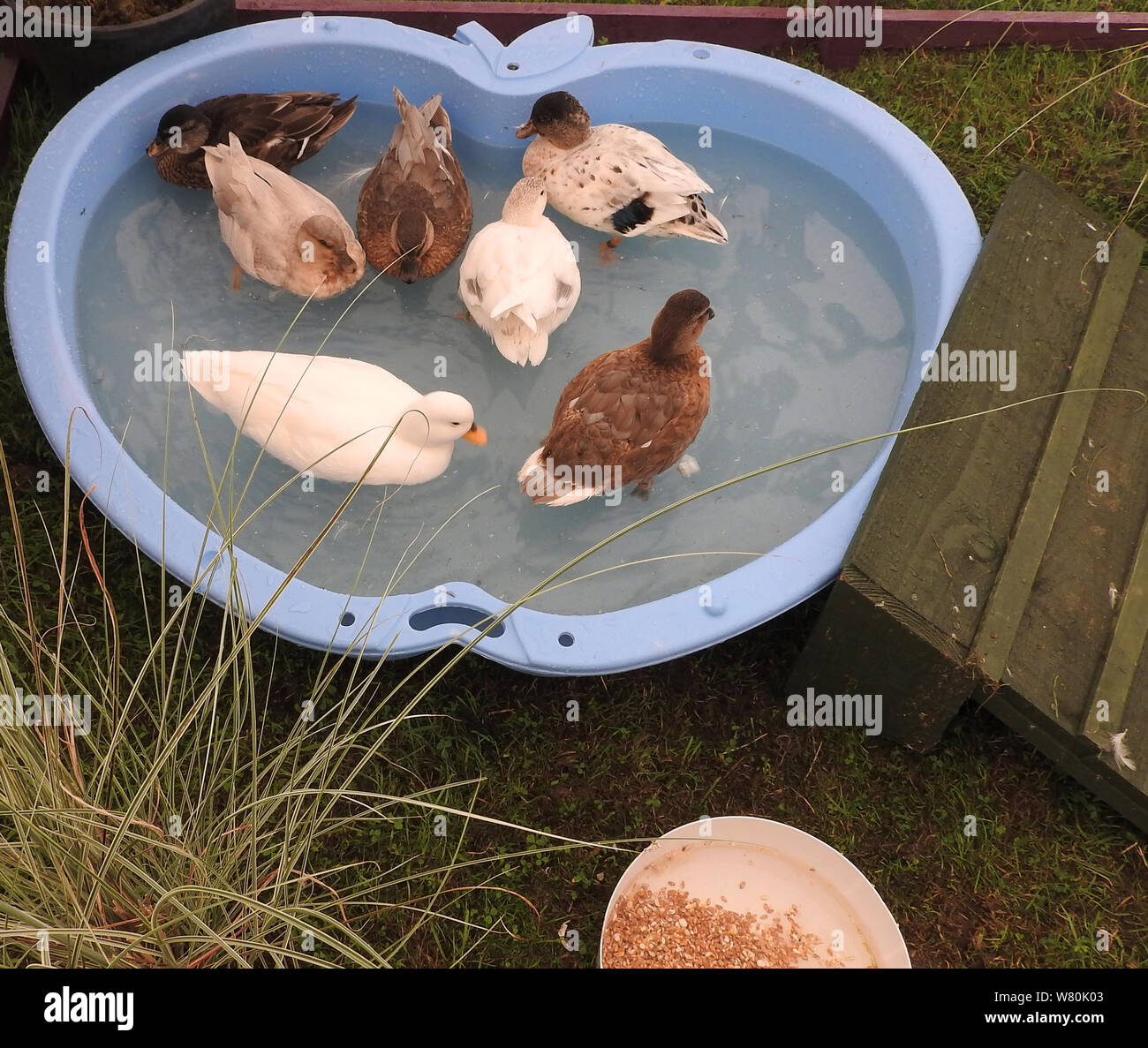 Baby ducks chickens in hi-res stock photography and images - Alamy
