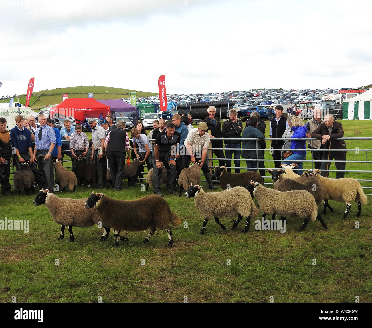 Sheep judging hi-res stock photography and images - Alamy
