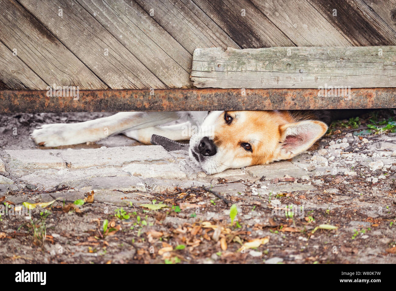 Head of the dog between the gates edge and land Stock Photo - Alamy