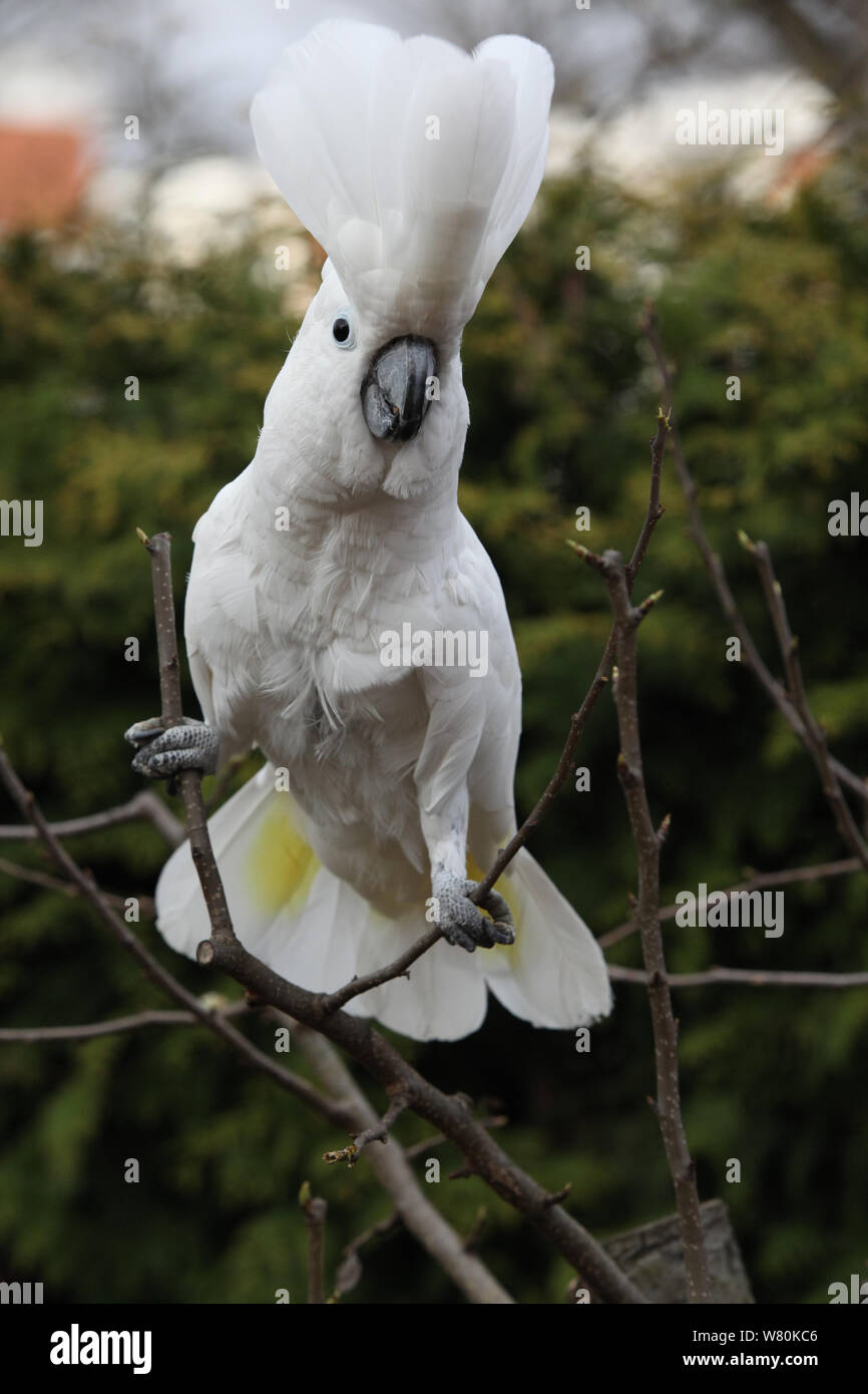 Sulphur-crested Cockatoo Parrot dancing on some tree in the garden ...