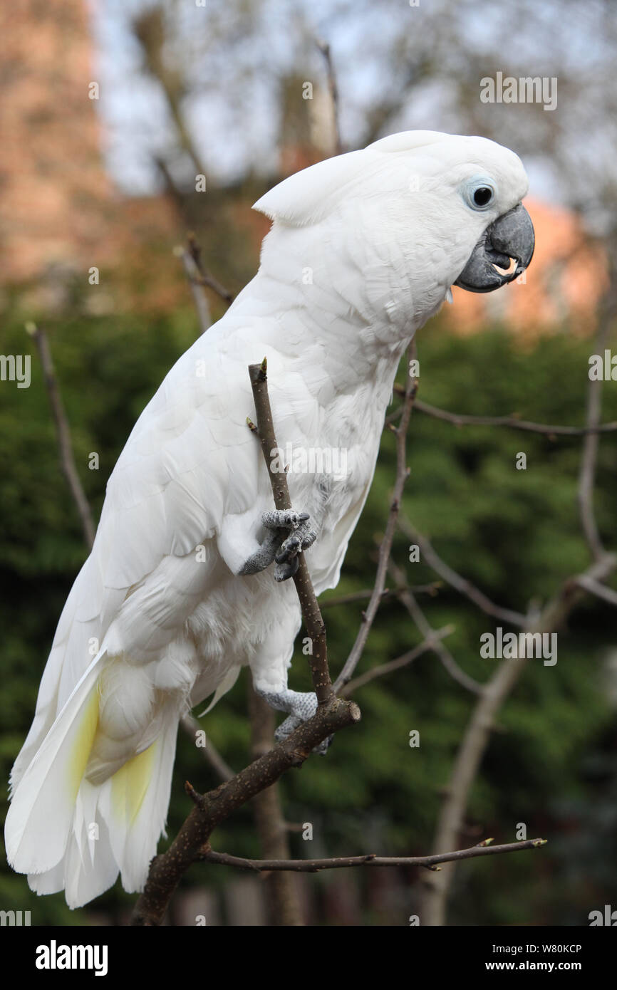 white bird parrot cockatoo in the garden Stock Photo - Alamy