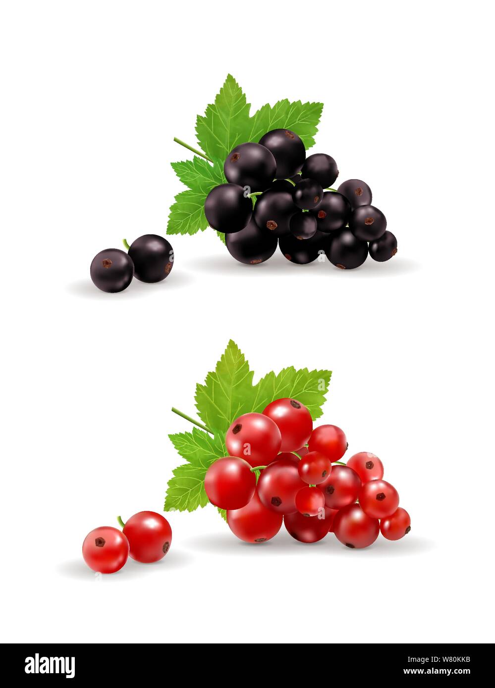Isolated currant set. Black and red currant. Vector realistic, 3d ...