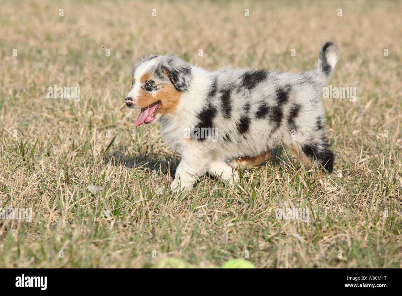 Puppy of Australian Shepherd Dog moving outside in spring Stock Photo ...