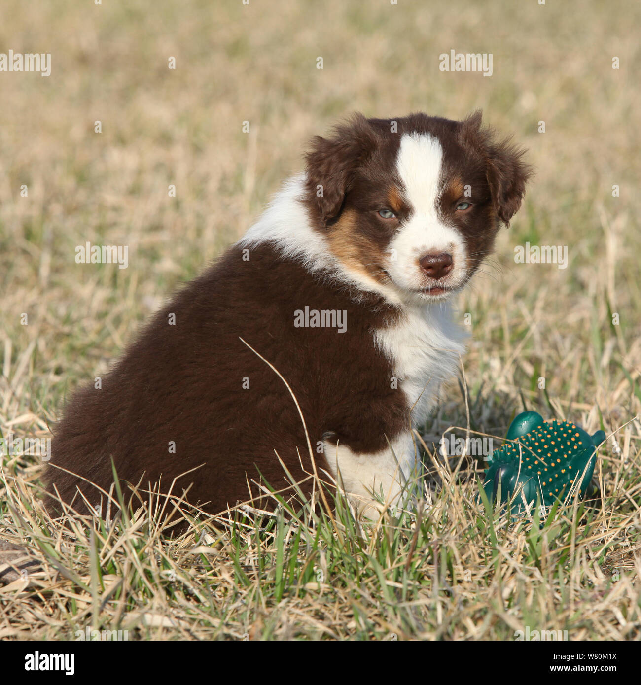 Nice puppy of Australian Shepherd Dog sitting in early spring grass ...