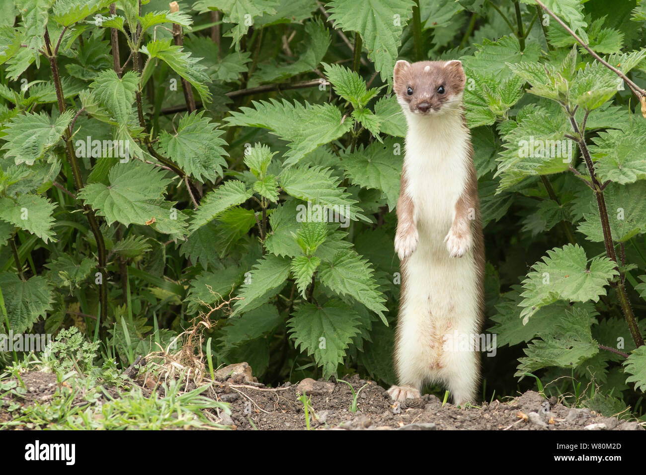 Stoat rabbit hi-res stock photography and images - Alamy