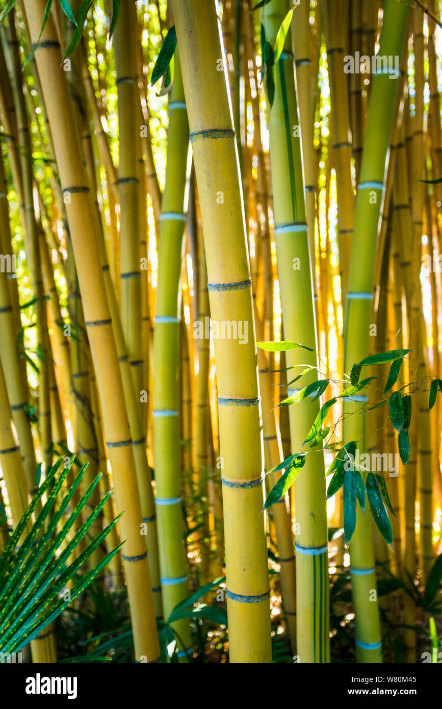 Bamboo sprouts forest. bamboo plant Stock Photo - Alamy