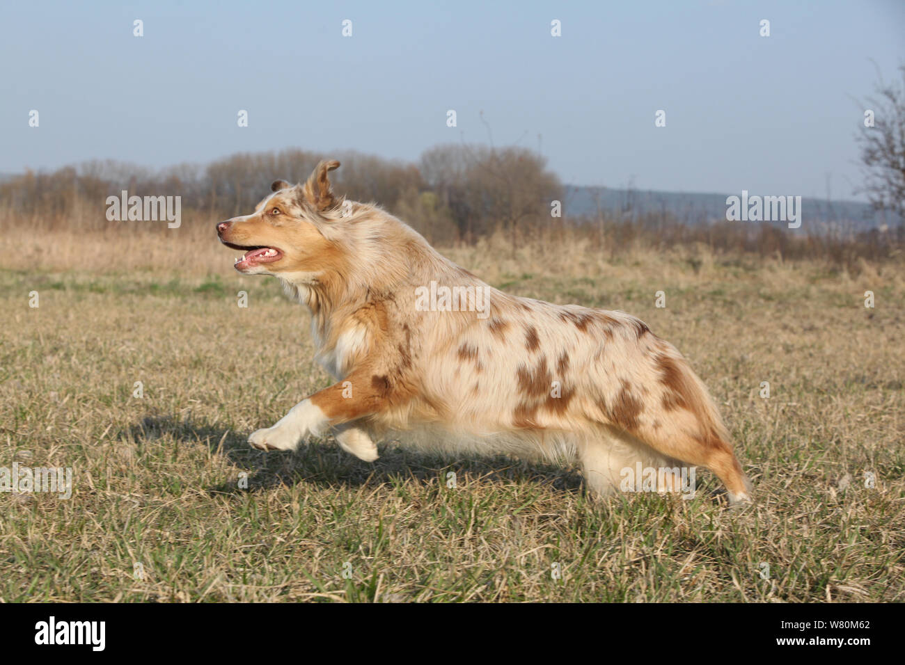 Australian shepherd jumping in hi-res stock photography and images - Alamy