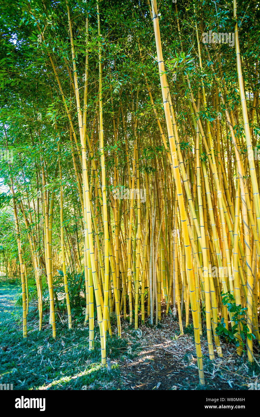 Bamboo sprouts forest. bamboo plant Stock Photo - Alamy