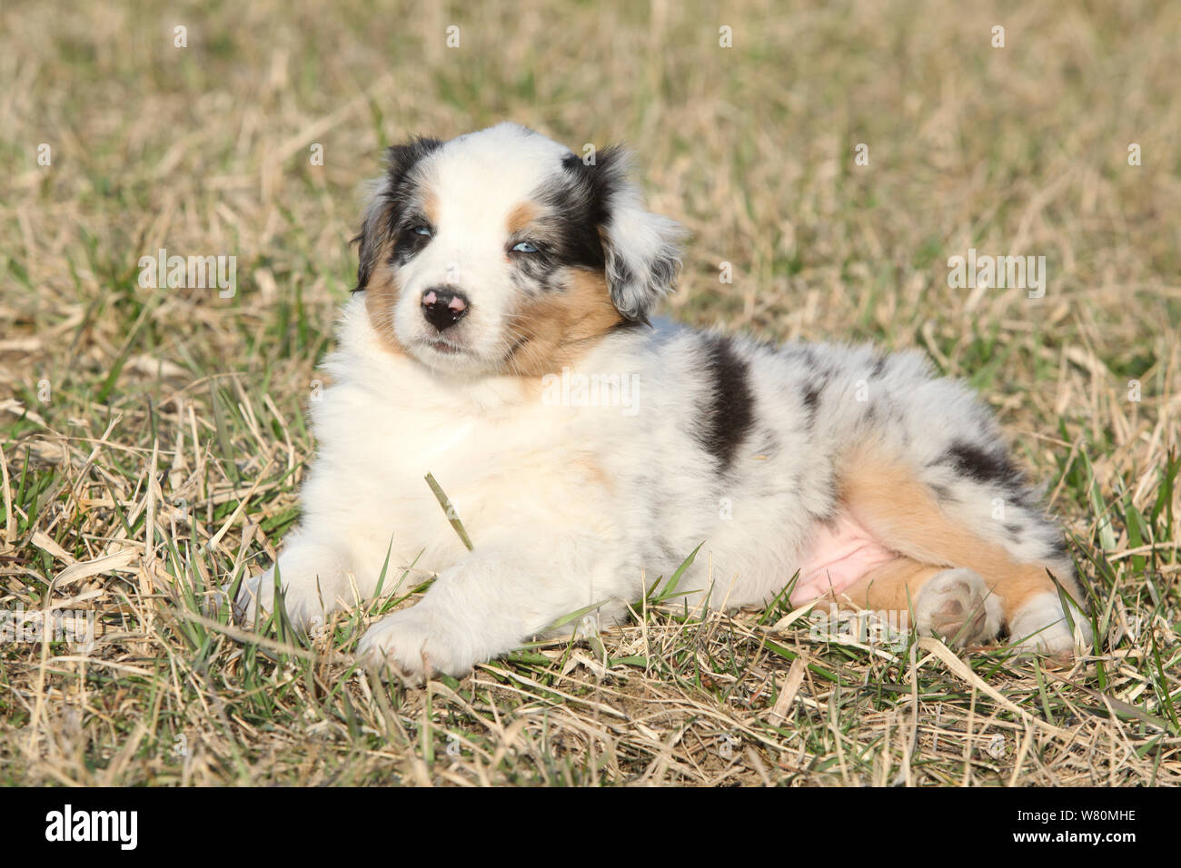 Nice puppy of Australian Shepherd Dog lying in early spring grass Stock ...