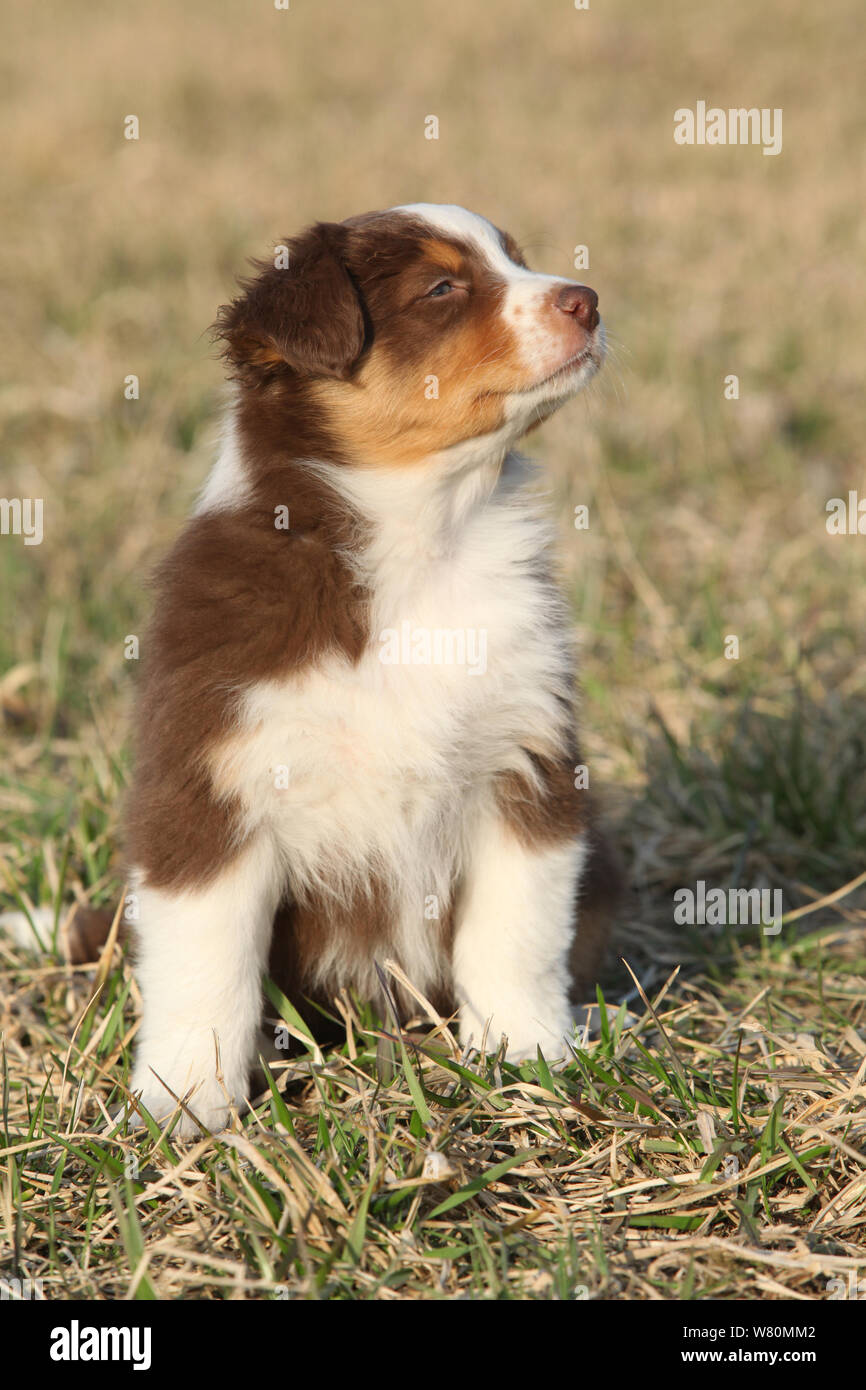 Nice puppy of Australian Shepherd Dog sitting in early spring grass ...