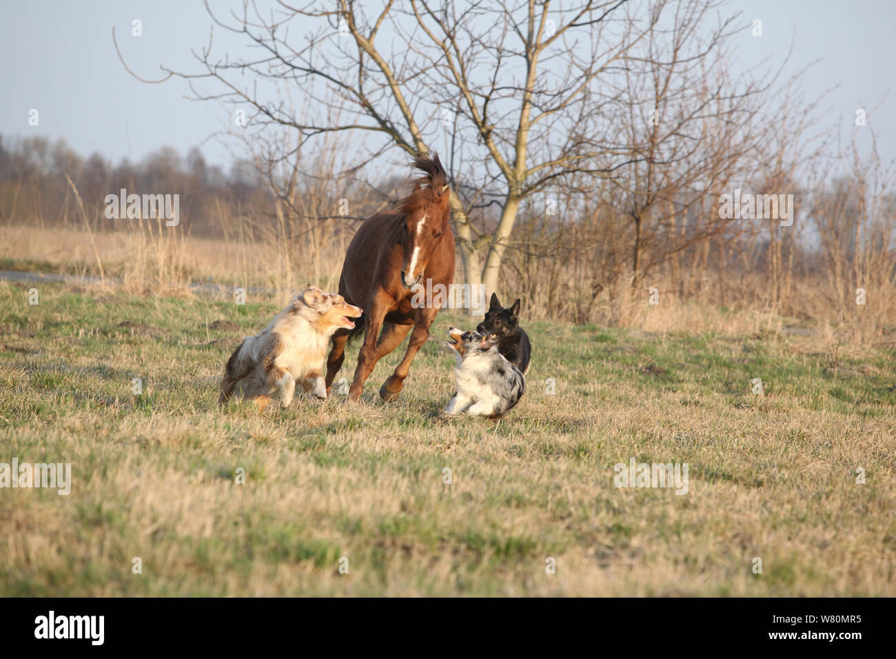 Chestnut hunt hi-res stock photography and images - Alamy
