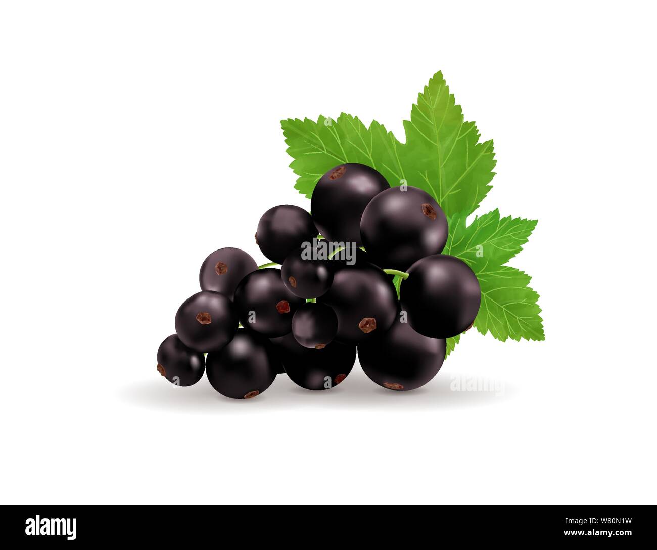 Black currant isolated on white background. Vector realistic, 3d ...