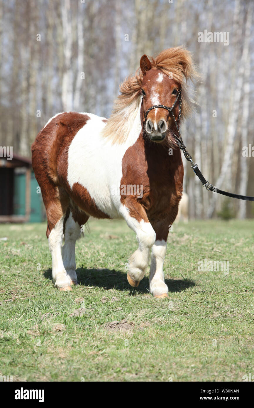 Gorgeous Shetland pony running near the stable Stock Photo - Alamy