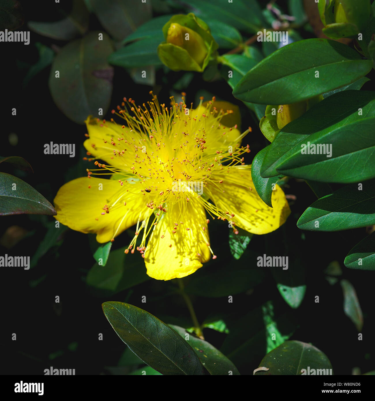 Hypericaceae hi-res stock photography and images - Alamy