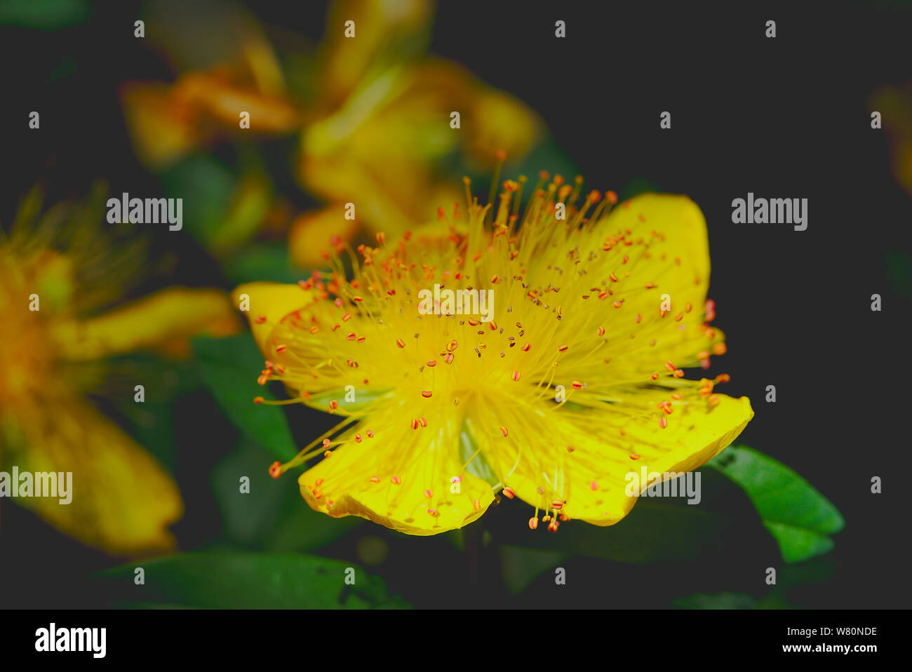 Hypericaceae hi-res stock photography and images - Alamy