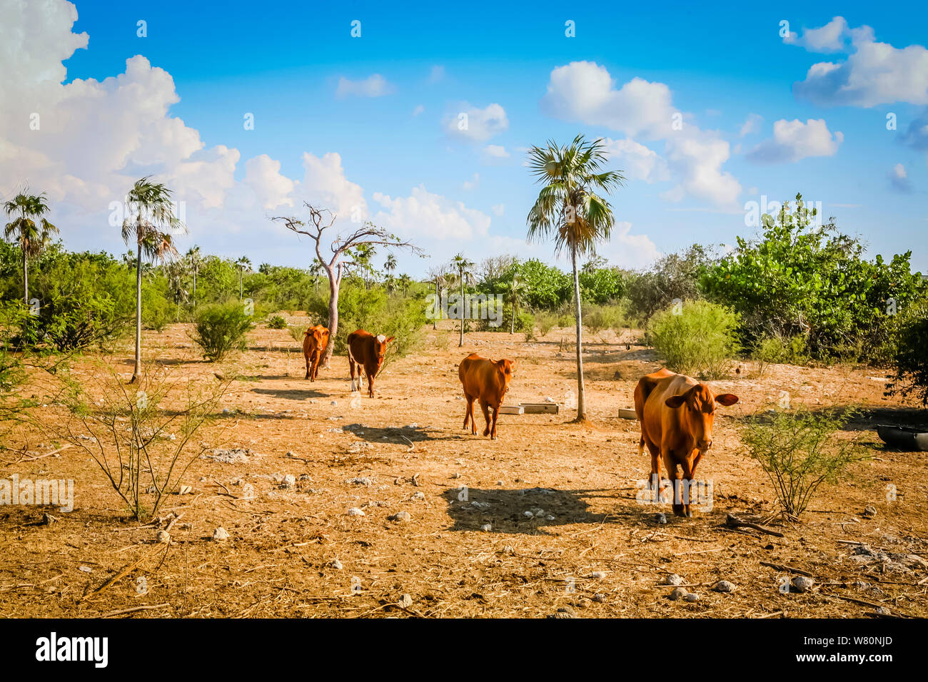 Cows in the Caribbean Stock Photo - Alamy