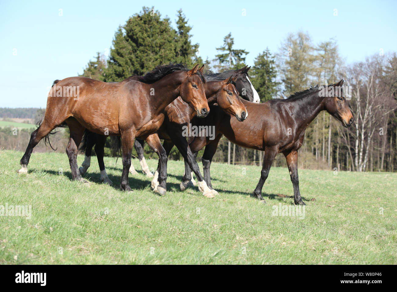Batch of brown horses moving together in pasturage Stock Photo - Alamy