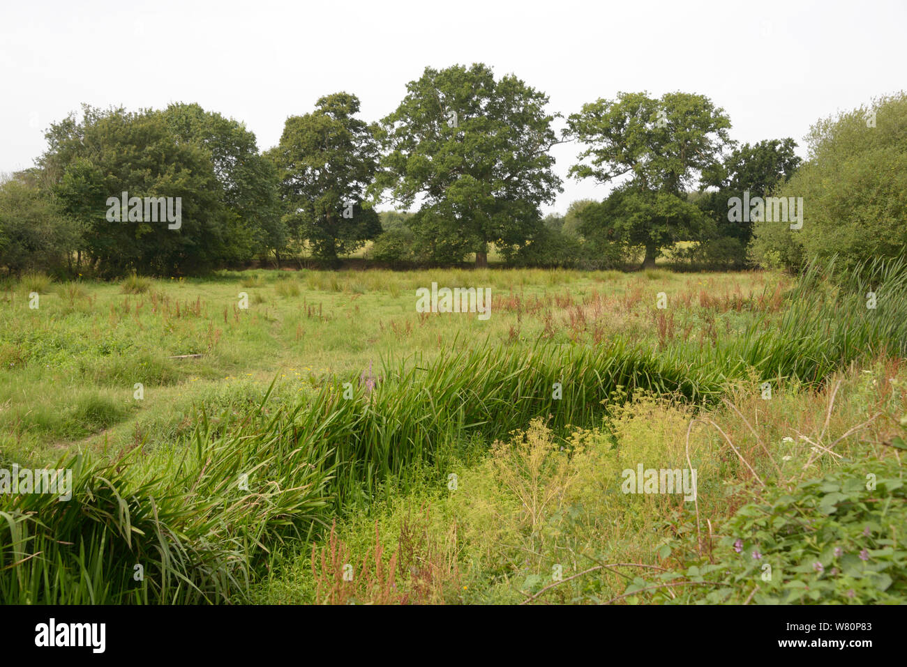Rewilding the landscape hi-res stock photography and images - Alamy