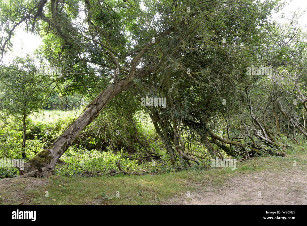 Knepp Rewilding Estate High Resolution Stock Photography and Images - Alamy