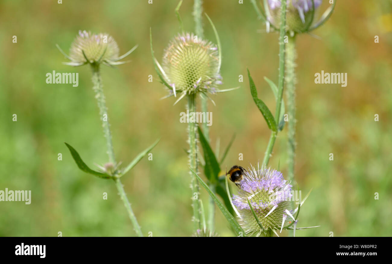 Thistles with bee, at Knepp rewilding project, Sussex Stock Photo - Alamy