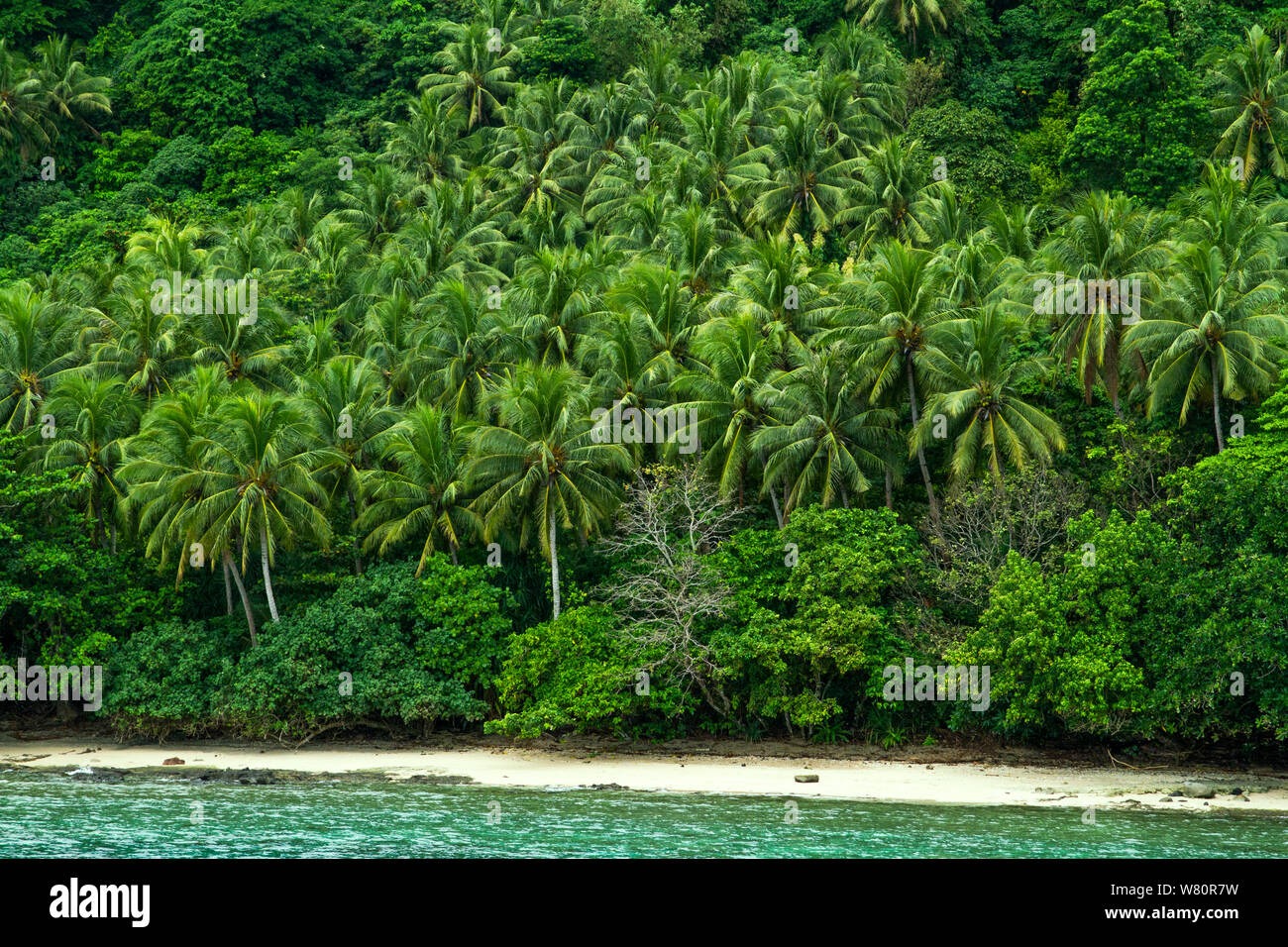 Crown coconut tree in blue hi-res stock photography and images - Alamy