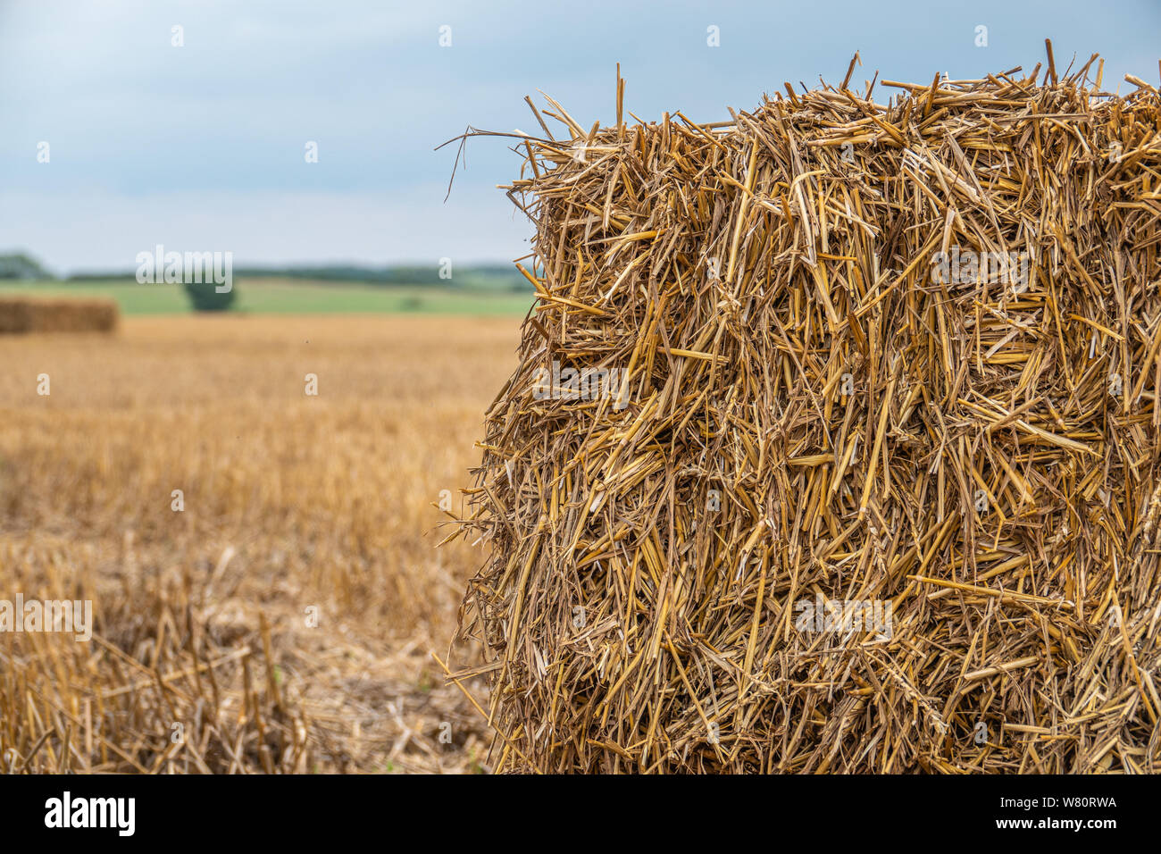 square straw bales lie on a field after the grain harvest Stock Photo ...