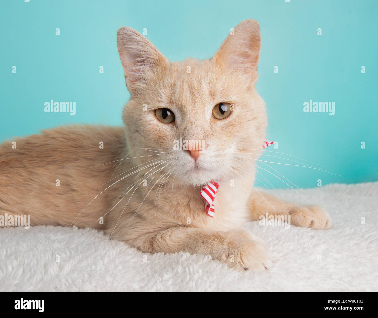 Cute Young Beige Tabby Cat Wearing Red and White Striped Bow Tie ...