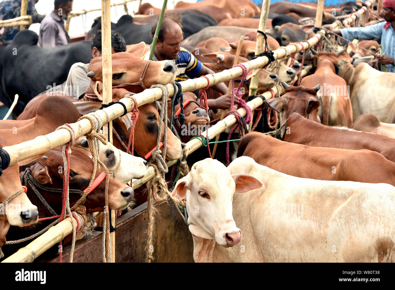 Dhaka, Bangladesh. 07th Aug, 2019. Cattle are transported on a vessel in Dhaka, Bangladesh, on ...
