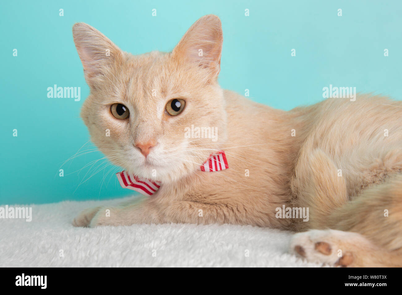 Cute Young Beige Tabby Cat Wearing Red and White Striped Bow Tie ...