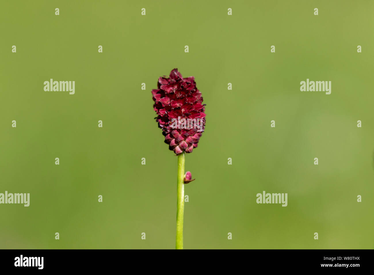 Herbaceous plant Sanguisorba officinalis (great burnet Stock Photo - Alamy