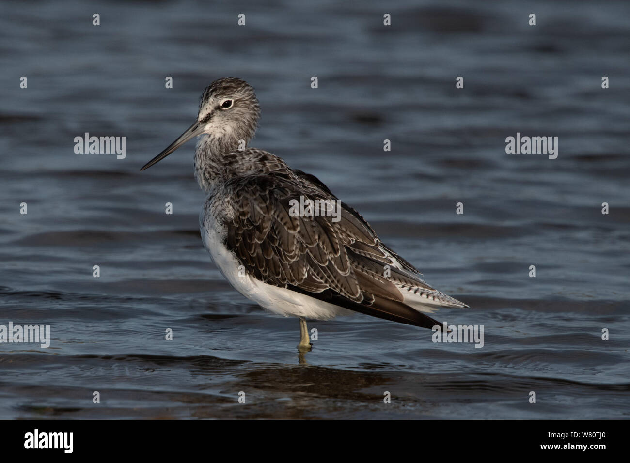 Water wading hi-res stock photography and images - Alamy