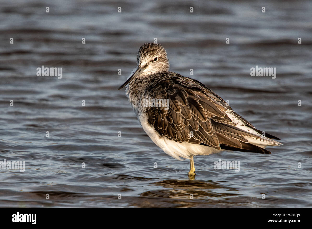 Water wading hi-res stock photography and images - Alamy