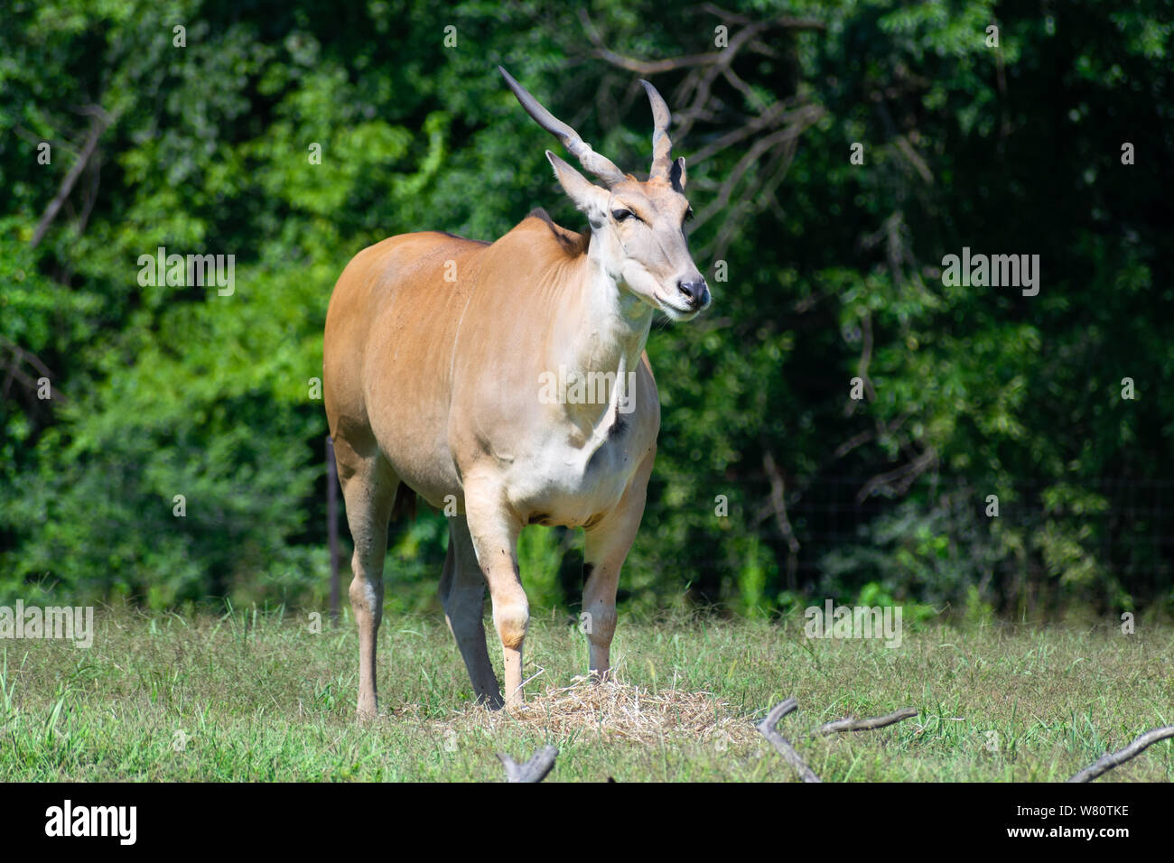 Common eland herds hi-res stock photography and images - Alamy